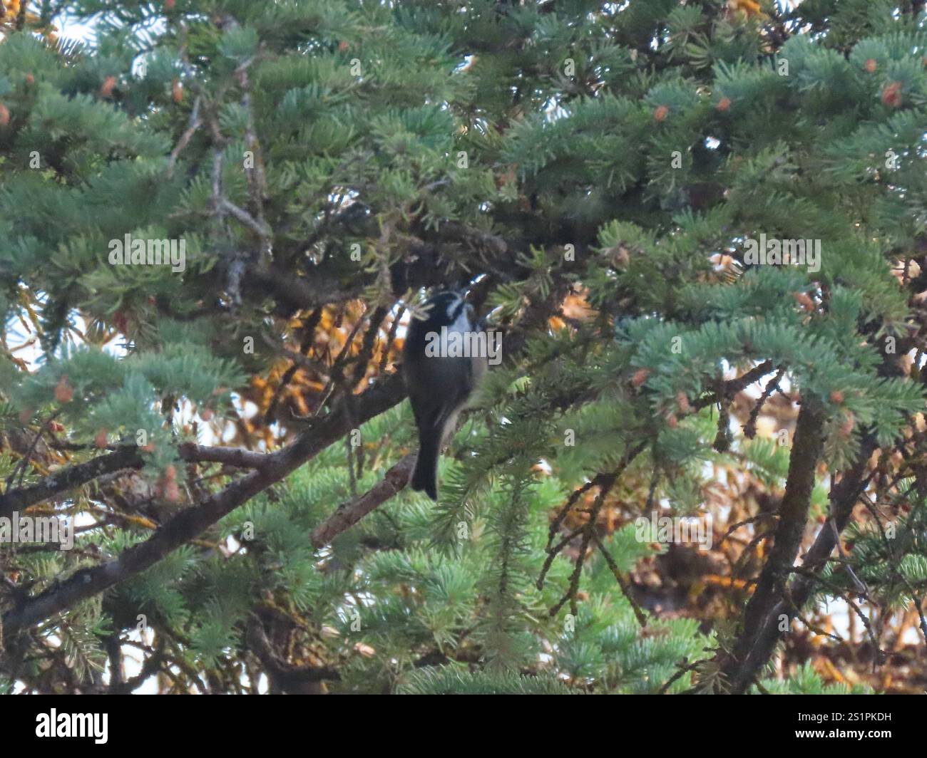 Mountain Chickadee (Poecile gambeli Stock Photo - Alamy