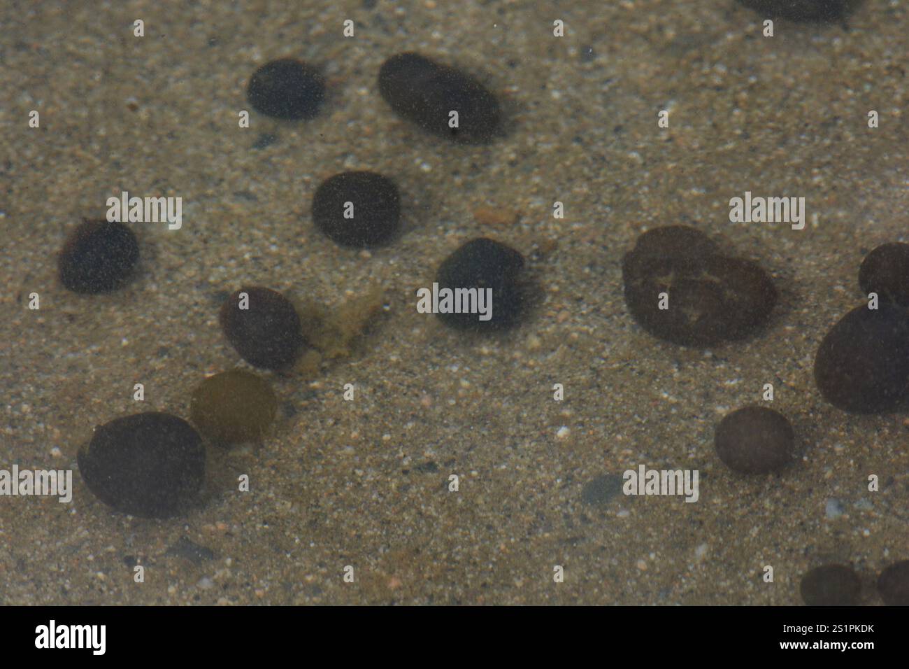 Mare's Eggs (Nostoc pruniforme Stock Photo - Alamy