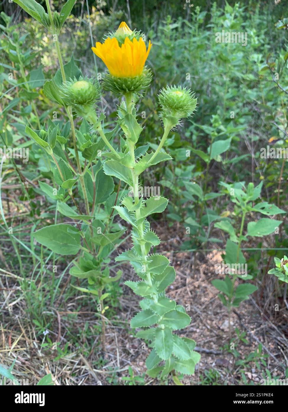 Spanish Gold (Grindelia ciliata Stock Photo - Alamy