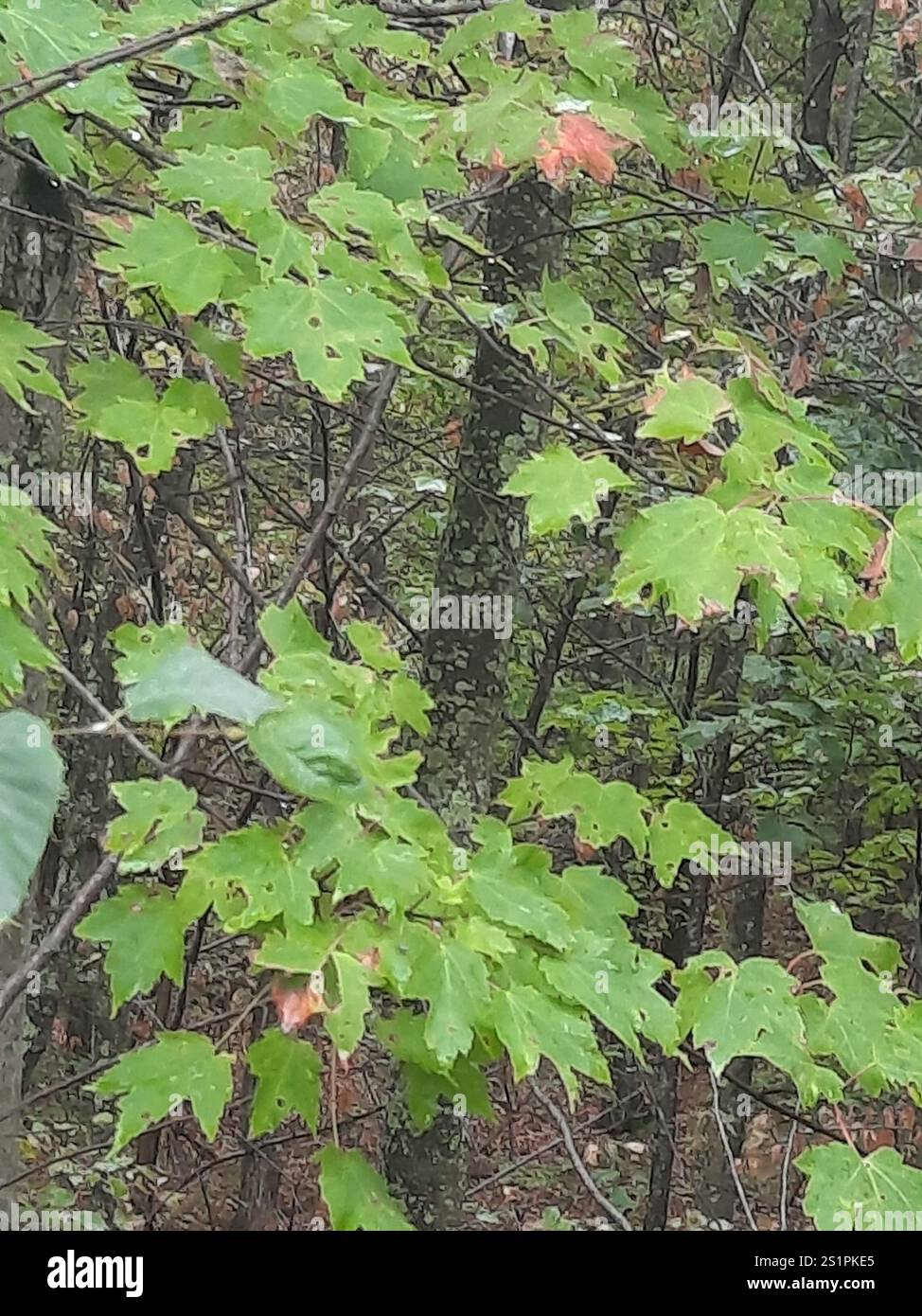 red maple (Acer rubrum Stock Photo - Alamy