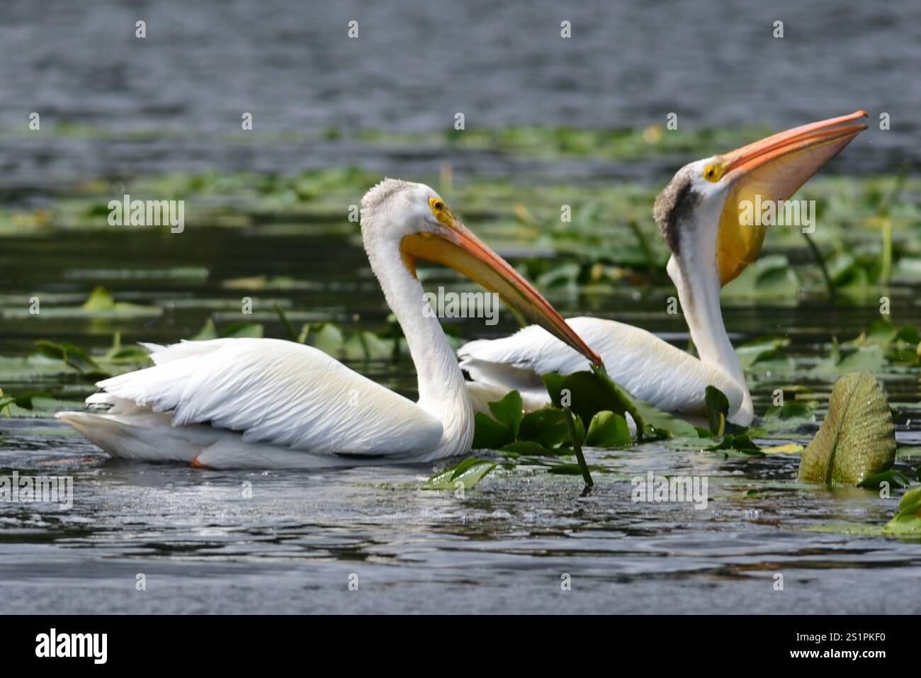 Common Suckers (Catostomus Stock Photo - Alamy