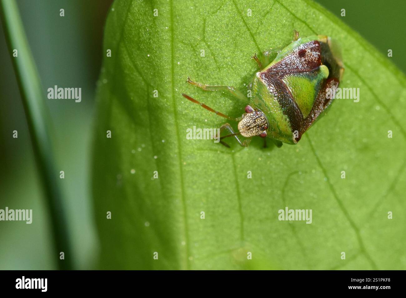 Green Burgundy Stink Bug (Banasa dimidiata Stock Photo - Alamy