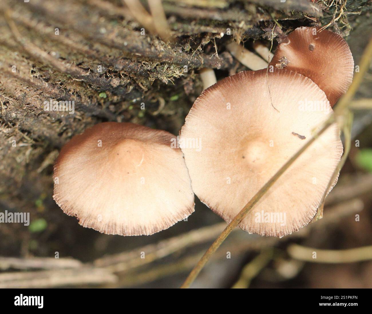 milky conecap (Conocybe apala Stock Photo - Alamy