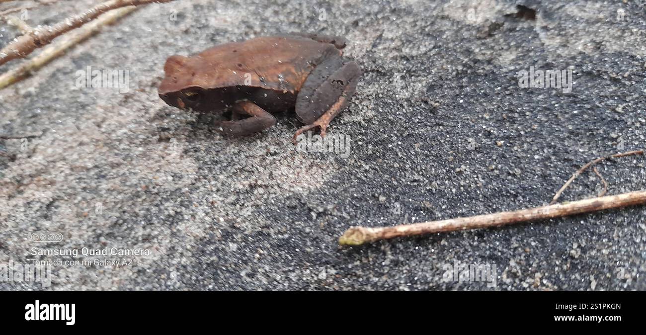 Leaf Litter Toad (Rhaebo haematiticus Stock Photo - Alamy