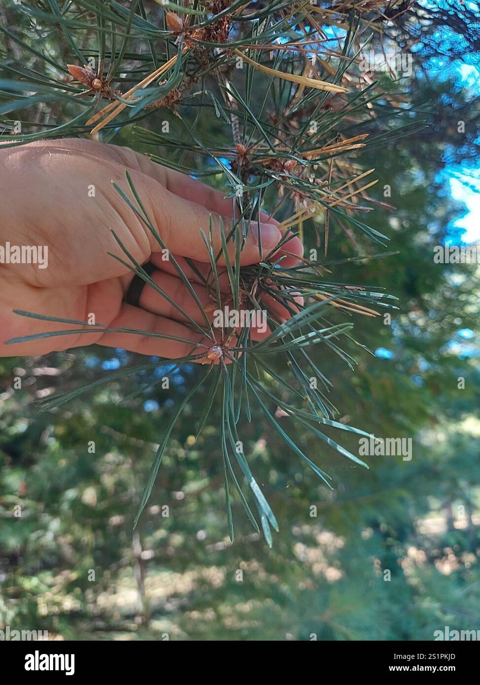Scots pine (Pinus sylvestris Stock Photo - Alamy