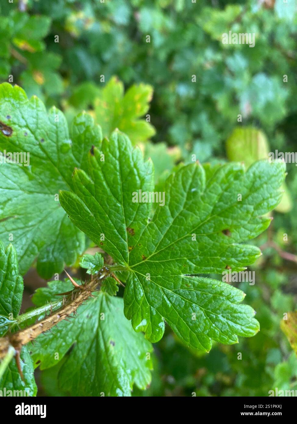 northern gooseberry (Ribes oxyacanthoides oxyacanthoides Stock Photo ...