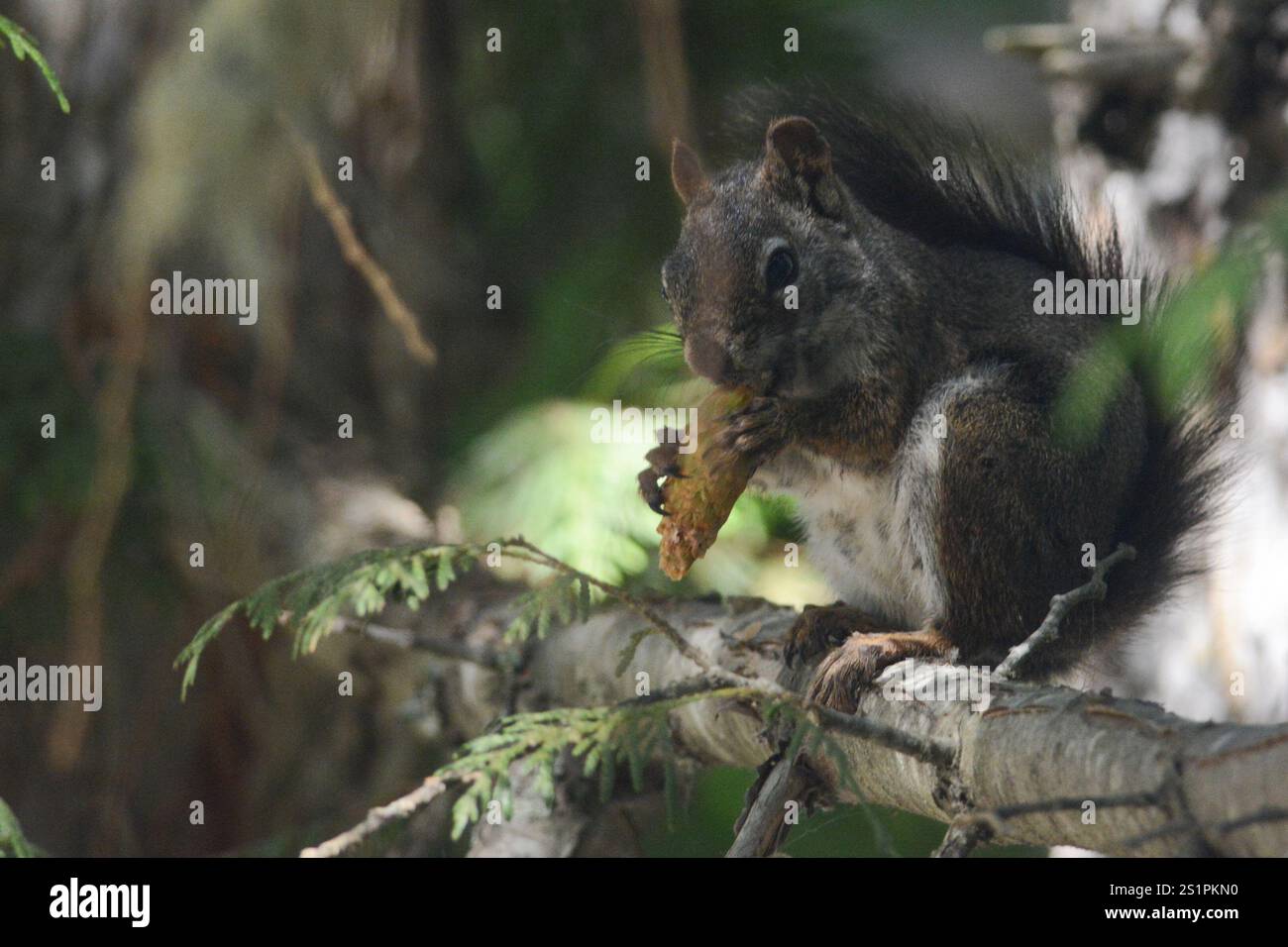 American Red Squirrel (Tamiasciurus hudsonicus Stock Photo - Alamy