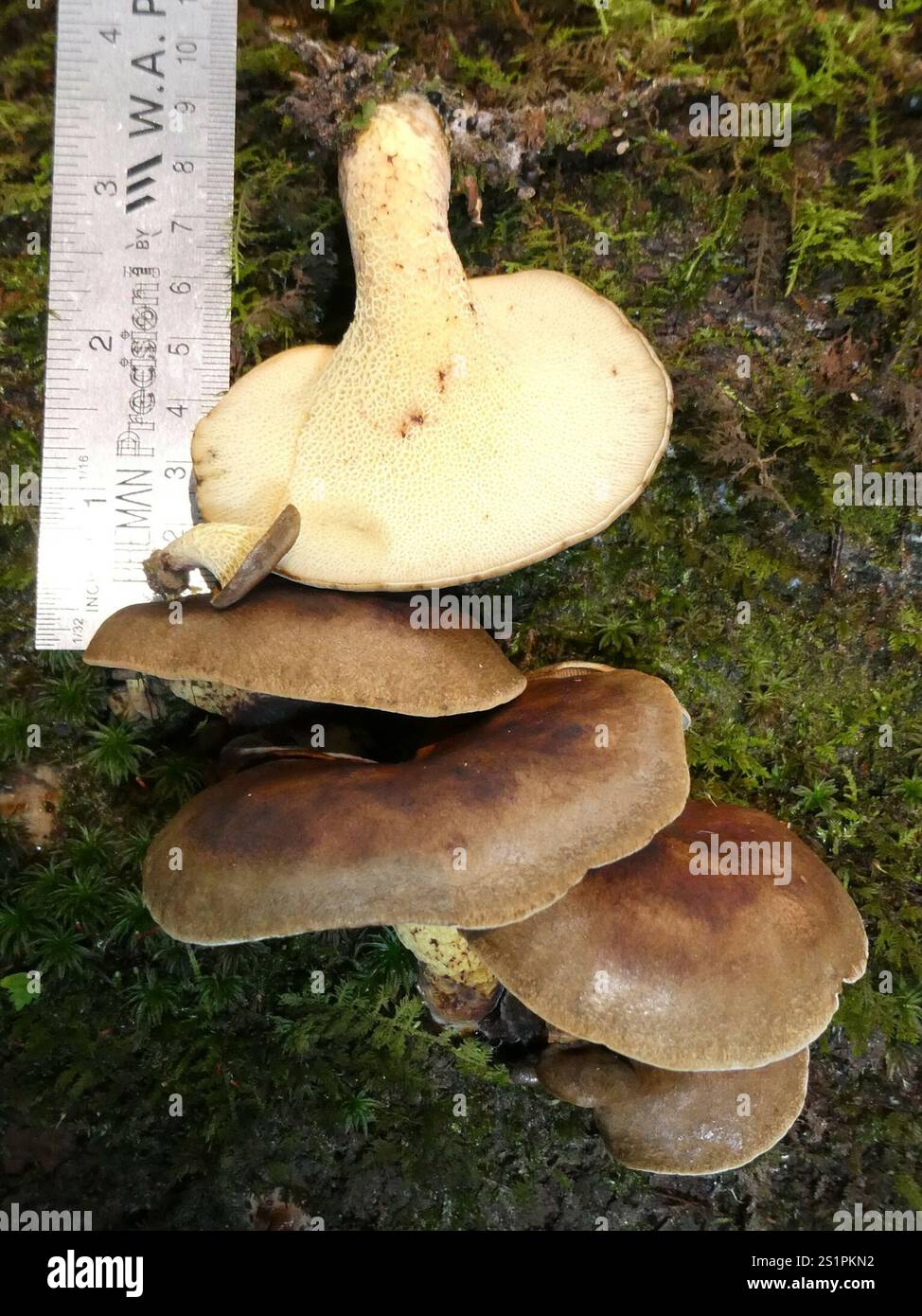 ash-tree bolete (Boletinellus merulioides Stock Photo - Alamy