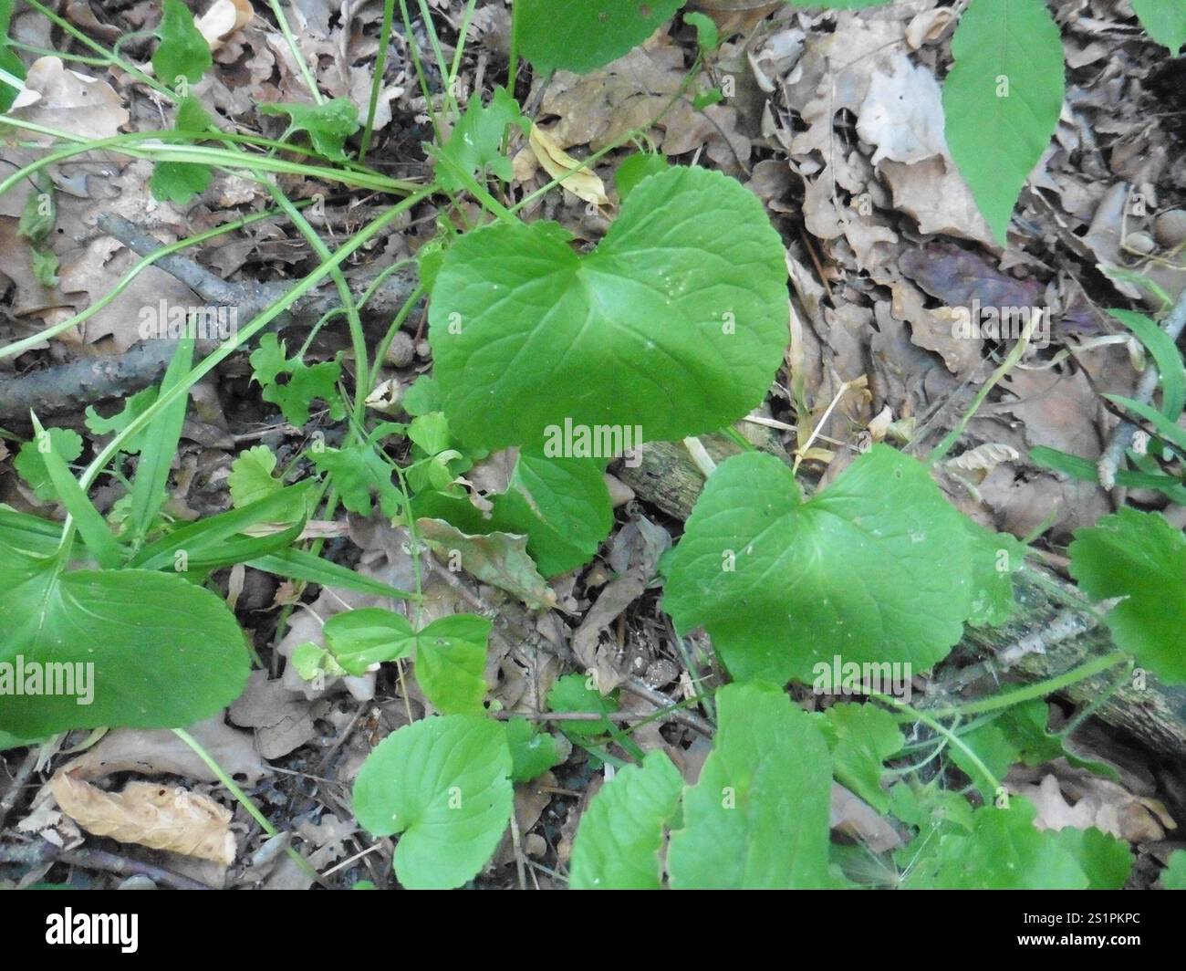 Broad-leaved Violet (Viola mirabilis Stock Photo - Alamy