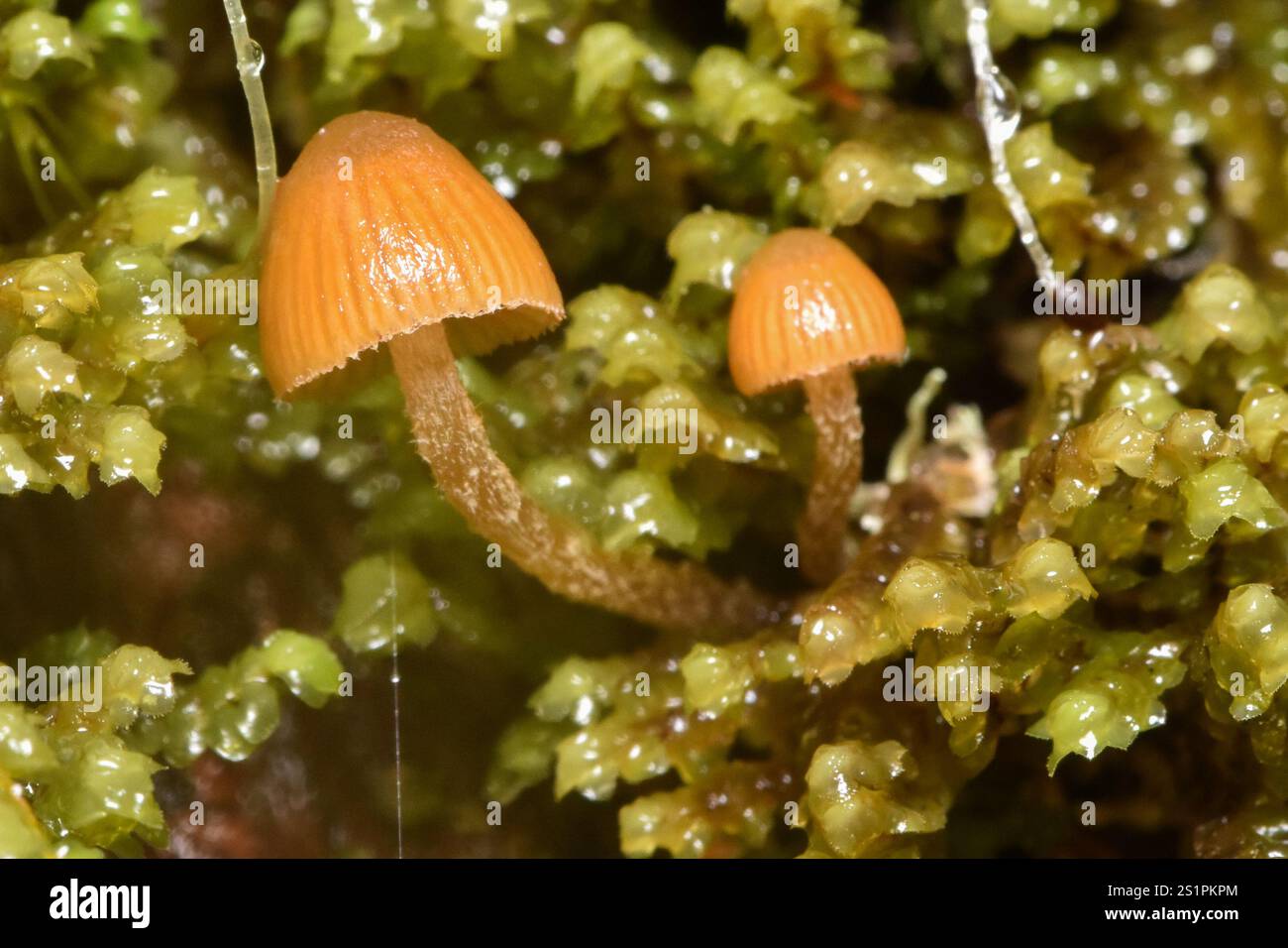 Moss Bell (Galerina hypnorum Stock Photo - Alamy