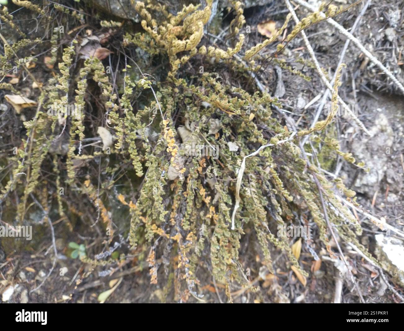 lace lip fern (Myriopteris gracillima Stock Photo - Alamy