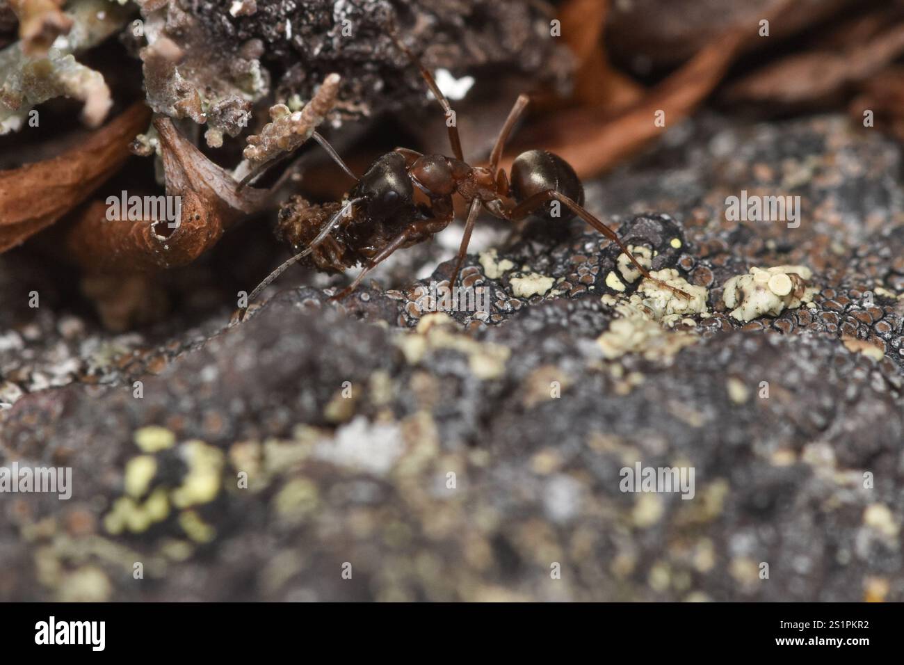New World Red Bearded Ant (Formica neorufibarbis Stock Photo - Alamy