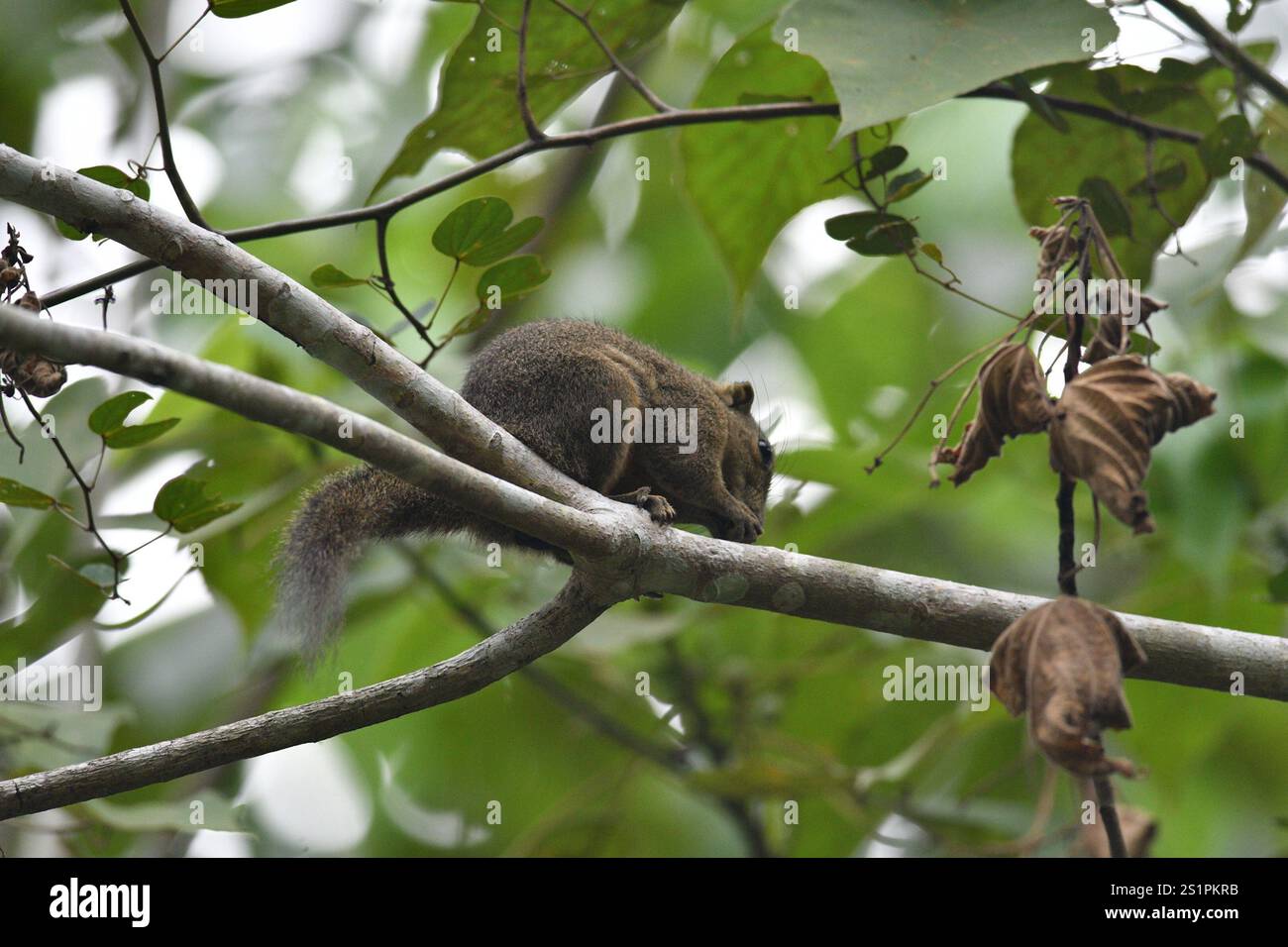 Ear-spot Squirrel (Callosciurus adamsi Stock Photo - Alamy