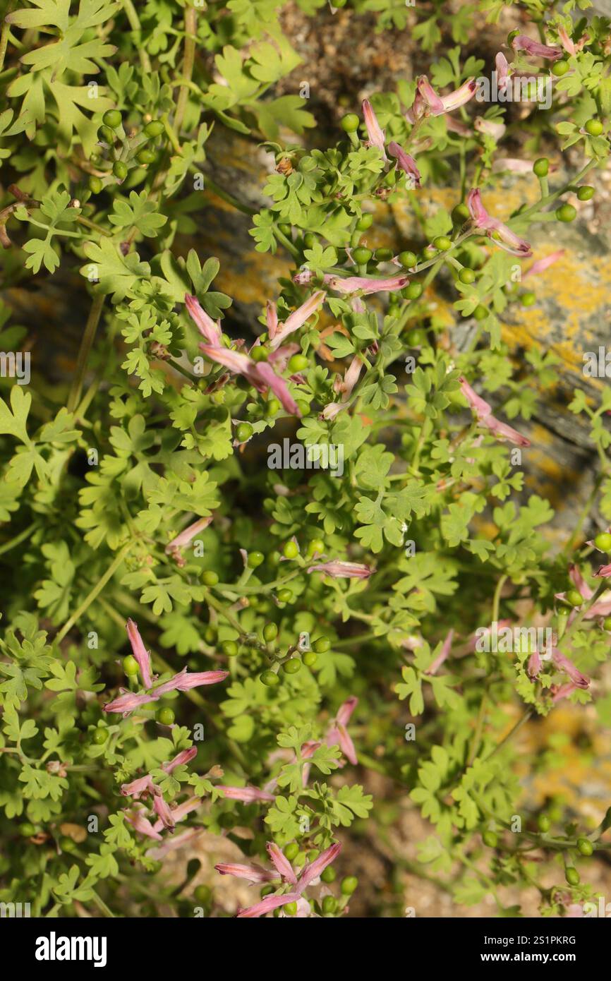 Common Fumitory (Fumaria officinalis Stock Photo - Alamy
