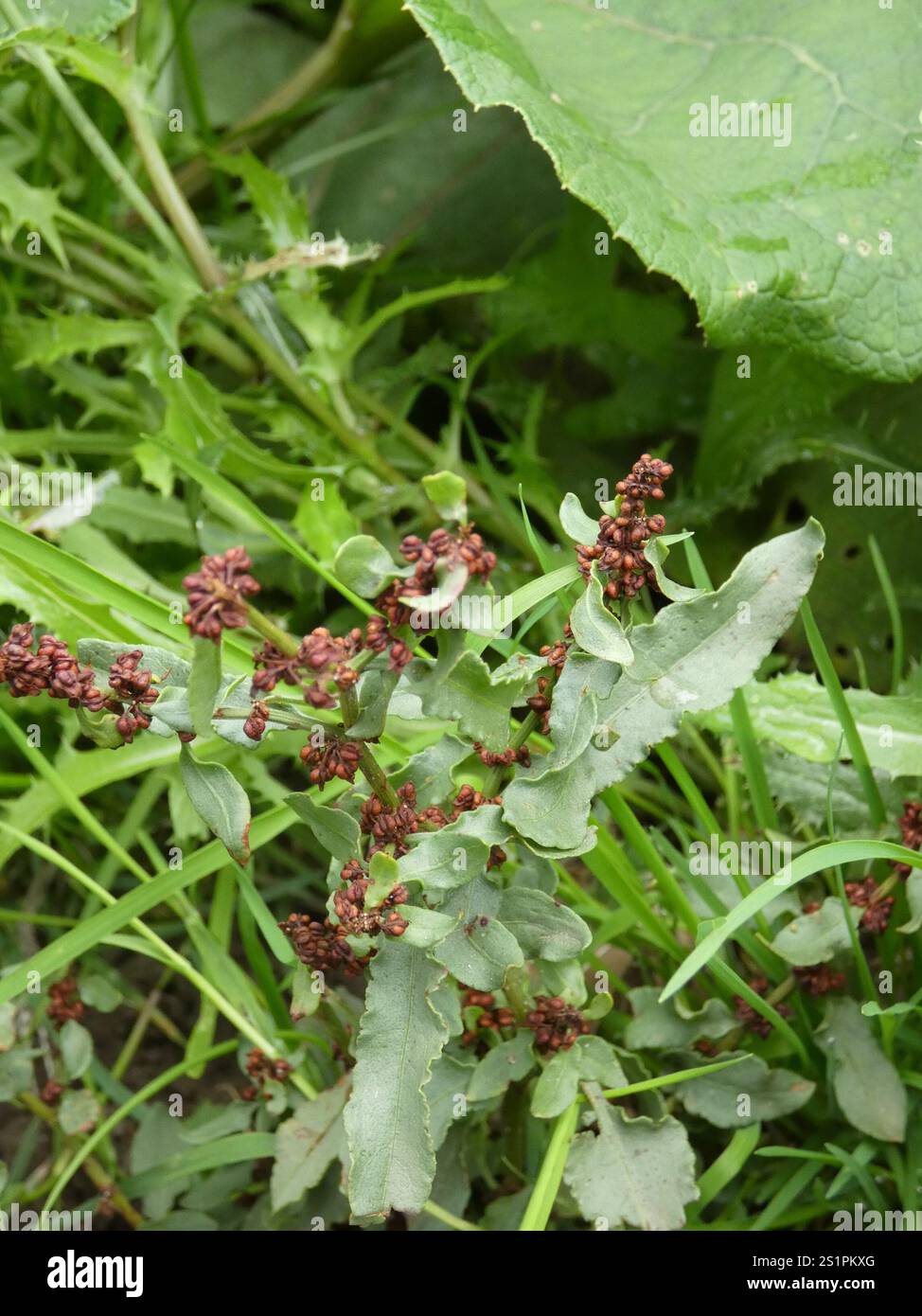 Clustered Dock (Rumex conglomeratus Stock Photo - Alamy