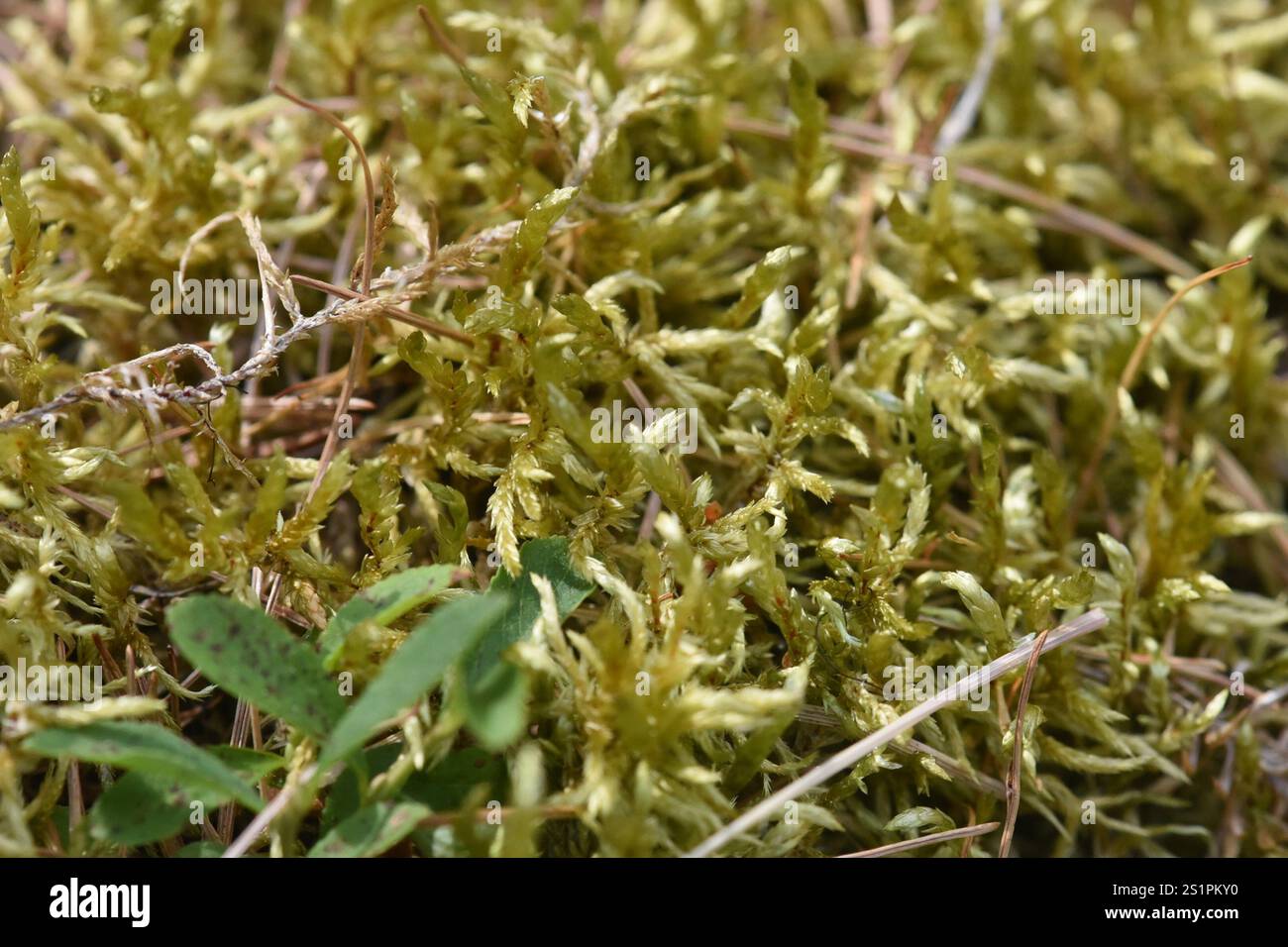 Red-stemmed Feather Moss (Pleurozium schreberi Stock Photo - Alamy