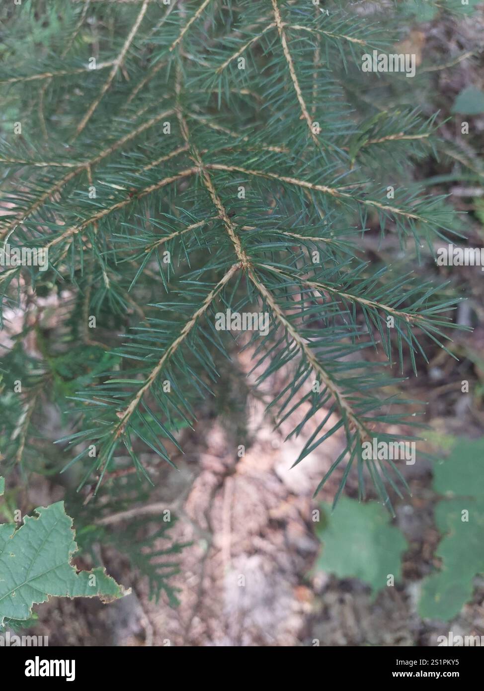 white spruce (Picea glauca Stock Photo - Alamy