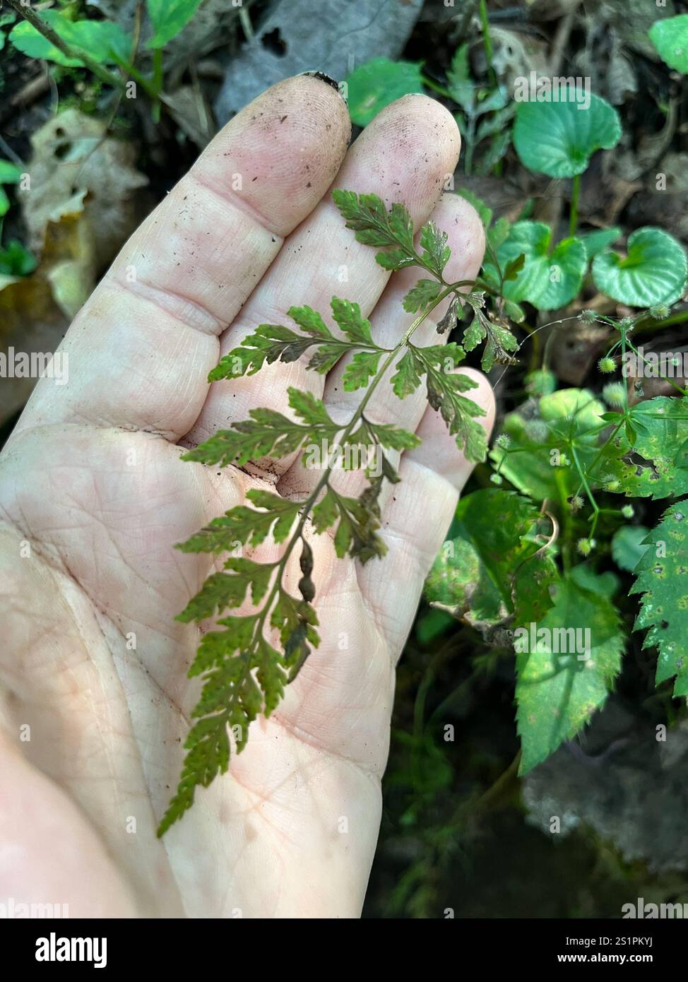 Mackay's Fragile Fern (Cystopteris tenuis Stock Photo - Alamy