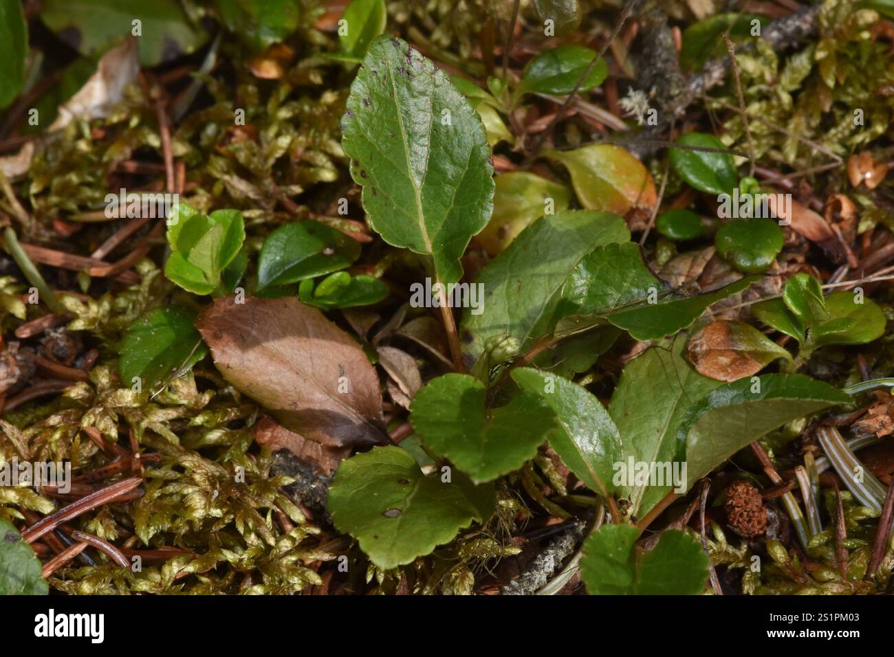 one-sided wintergreen (Orthilia secunda Stock Photo - Alamy