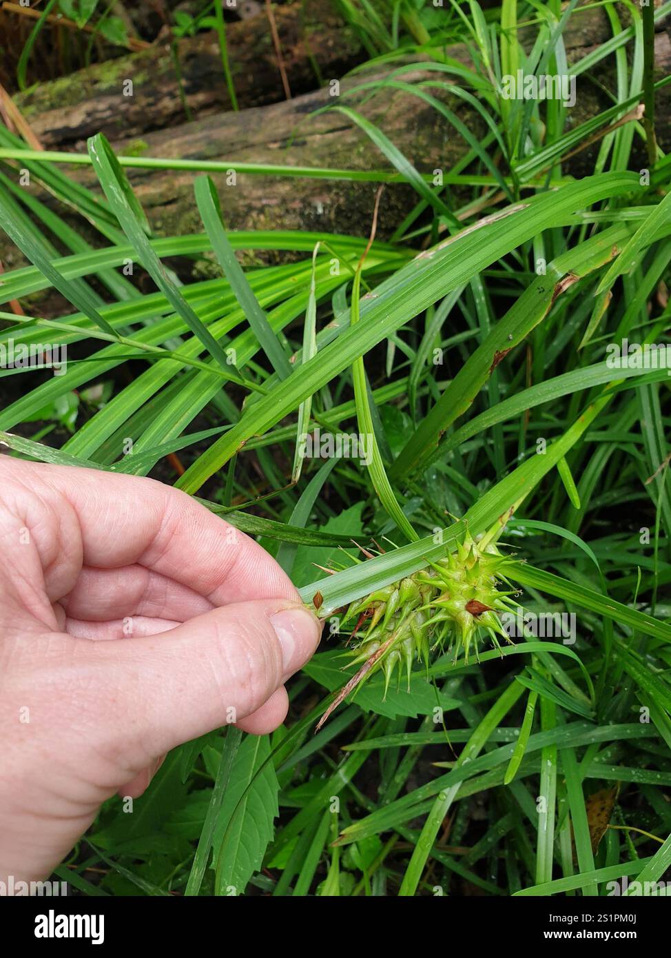 hop sedge (Carex lupulina Stock Photo - Alamy