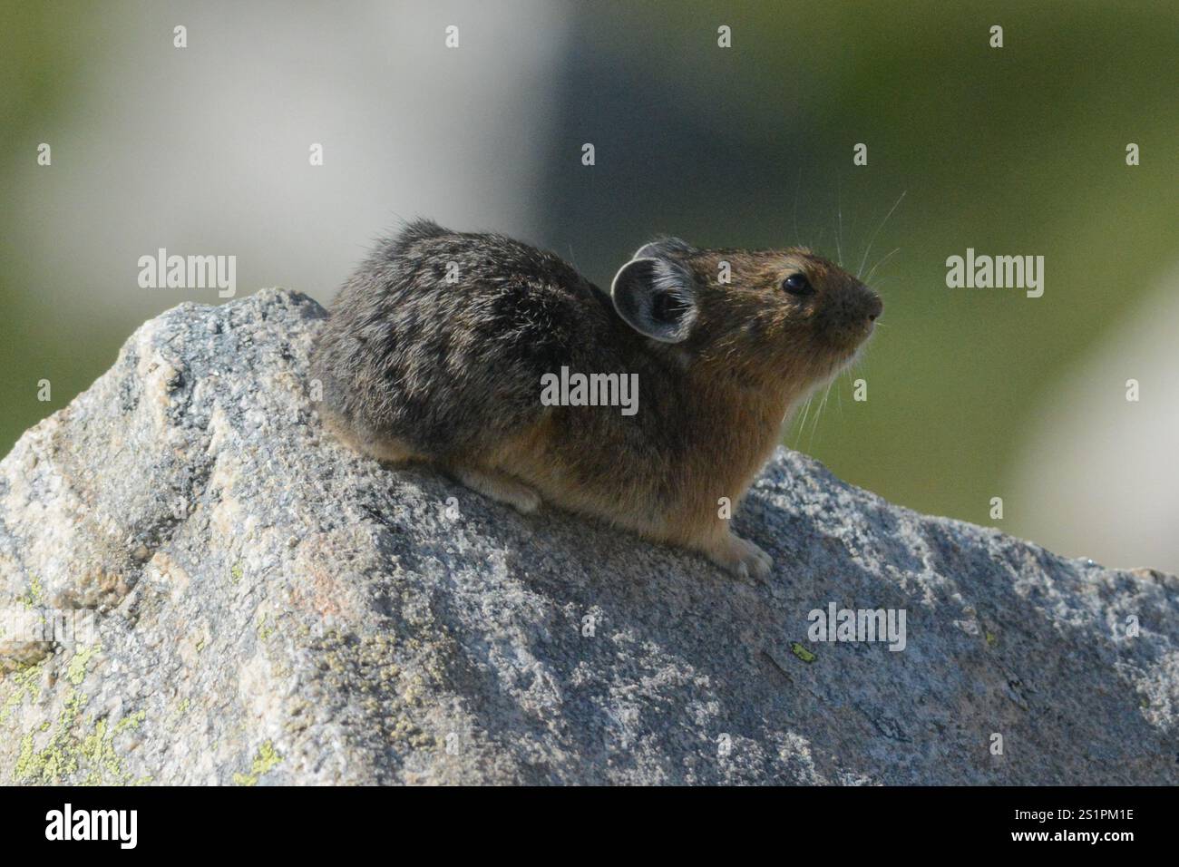 American Pika (Ochotona princeps Stock Photo - Alamy