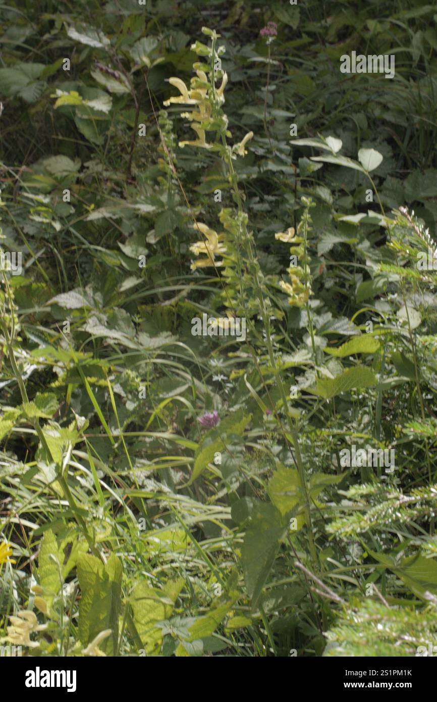 Sticky Sage (Salvia glutinosa Stock Photo - Alamy