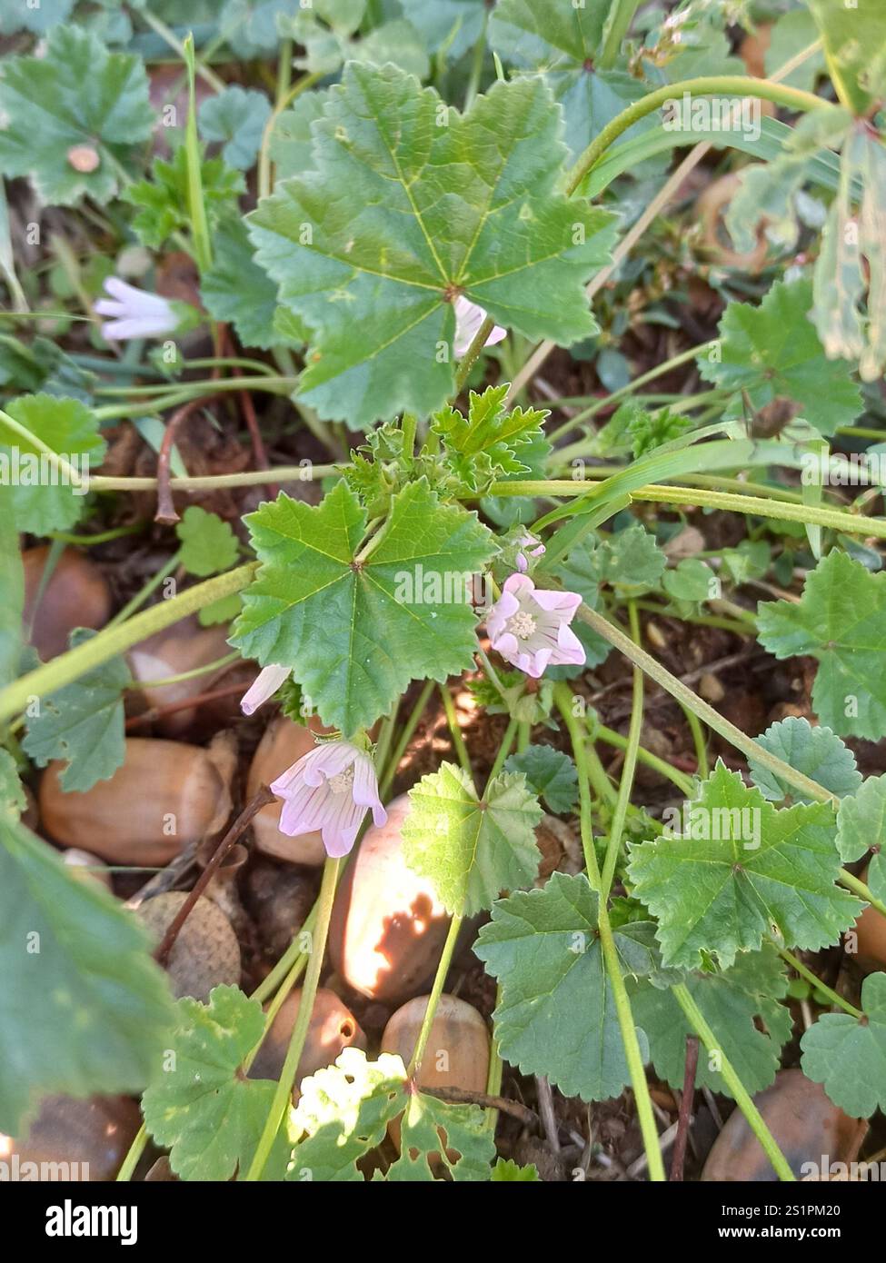 dwarf mallow (Malva neglecta Stock Photo - Alamy