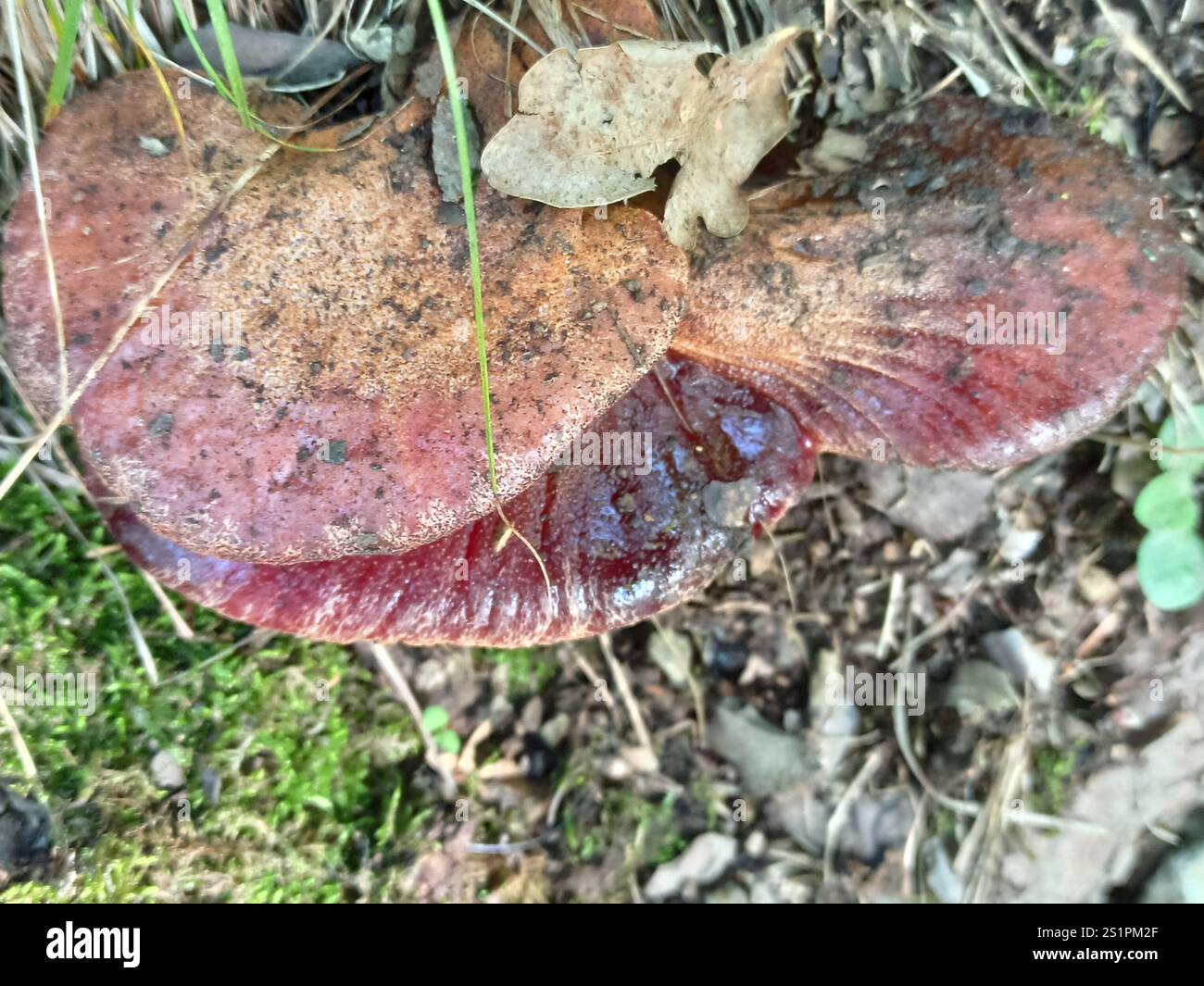 Beefsteak Polypore (Fistulina hepatica Stock Photo - Alamy