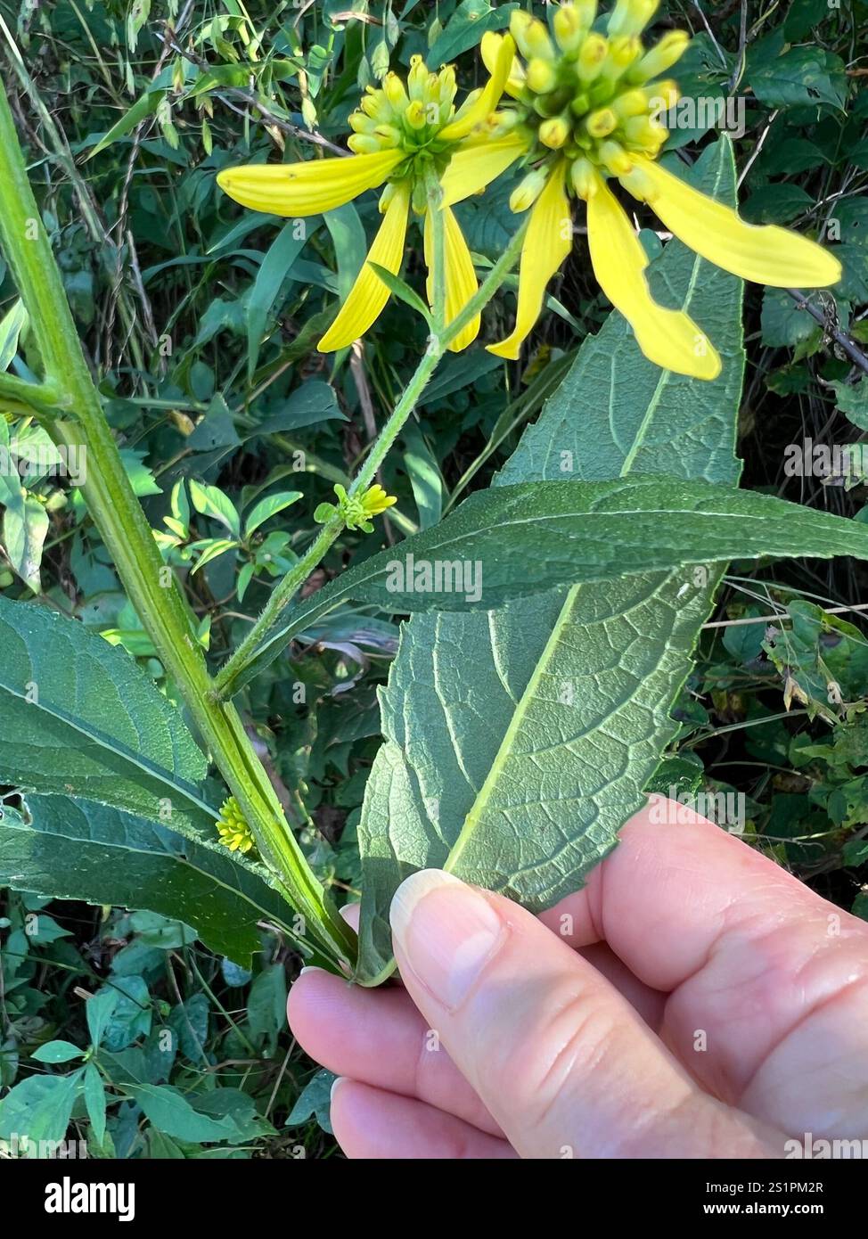 Wingstem (Verbesina alternifolia Stock Photo - Alamy