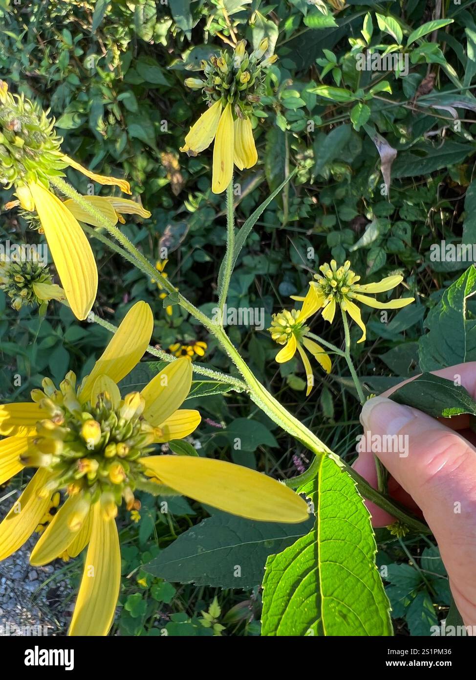 Wingstem (Verbesina alternifolia Stock Photo - Alamy