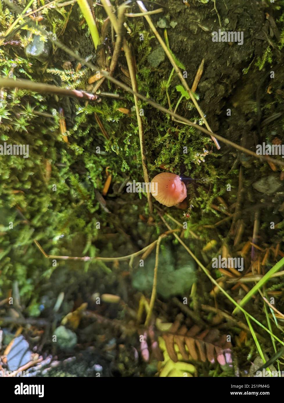 Bleeding Bonnet (Mycena sanguinolenta Stock Photo - Alamy