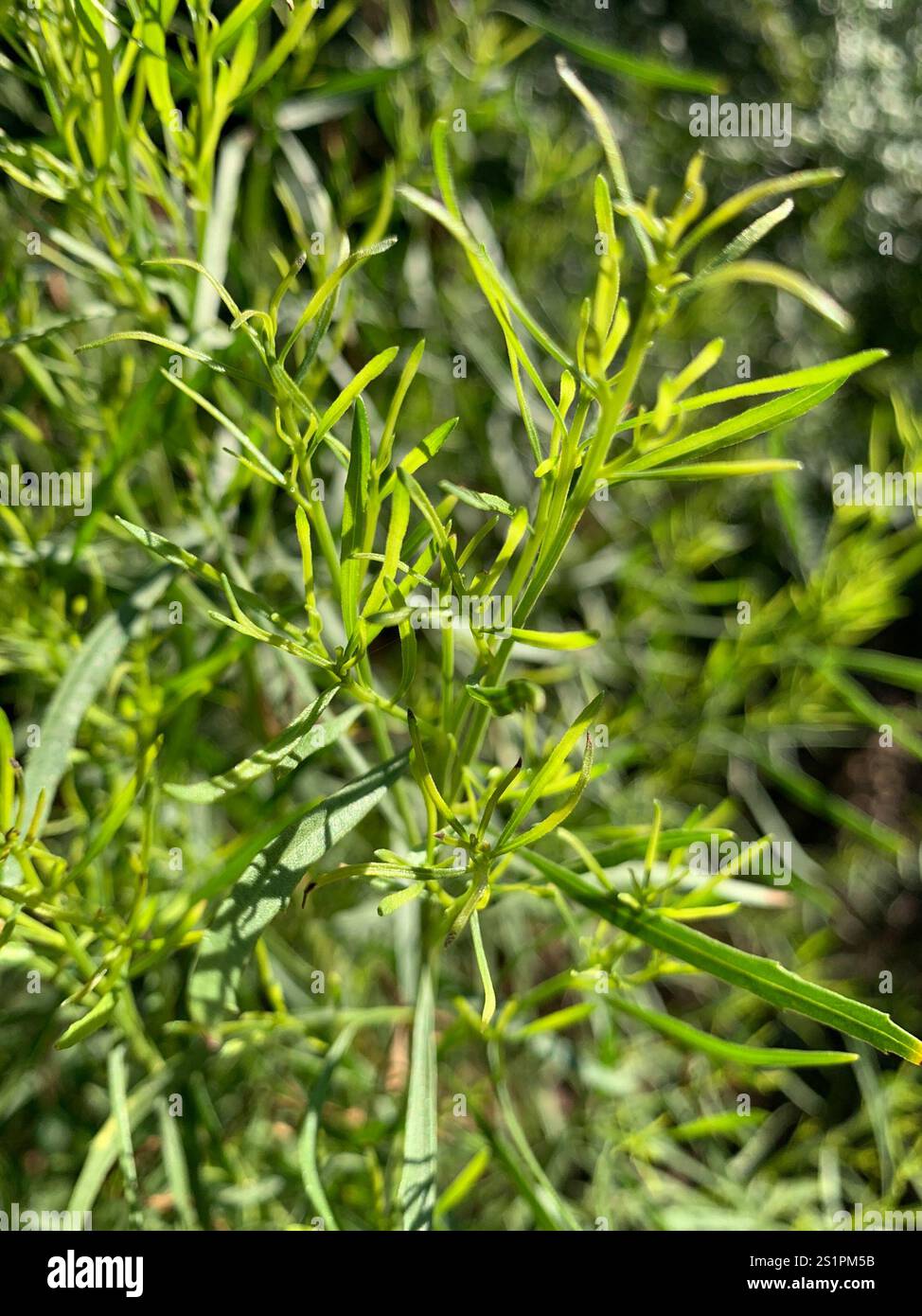 Poverty Weed (Baccharis neglecta Stock Photo - Alamy