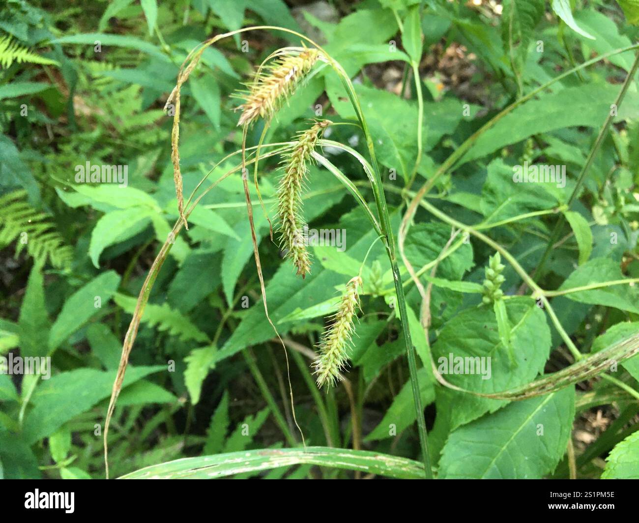 Nodding sedge hi-res stock photography and images - Alamy