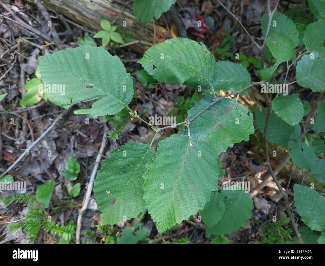 swamp alder (Alnus incana rugosa Stock Photo - Alamy