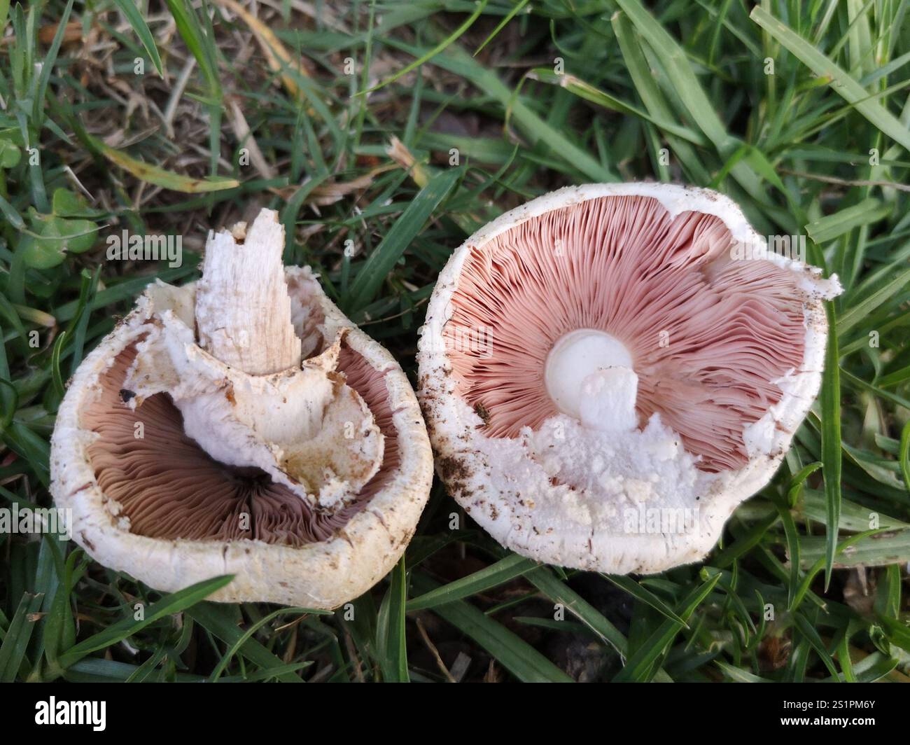 Yellow Stainer (Agaricus xanthodermus Stock Photo - Alamy