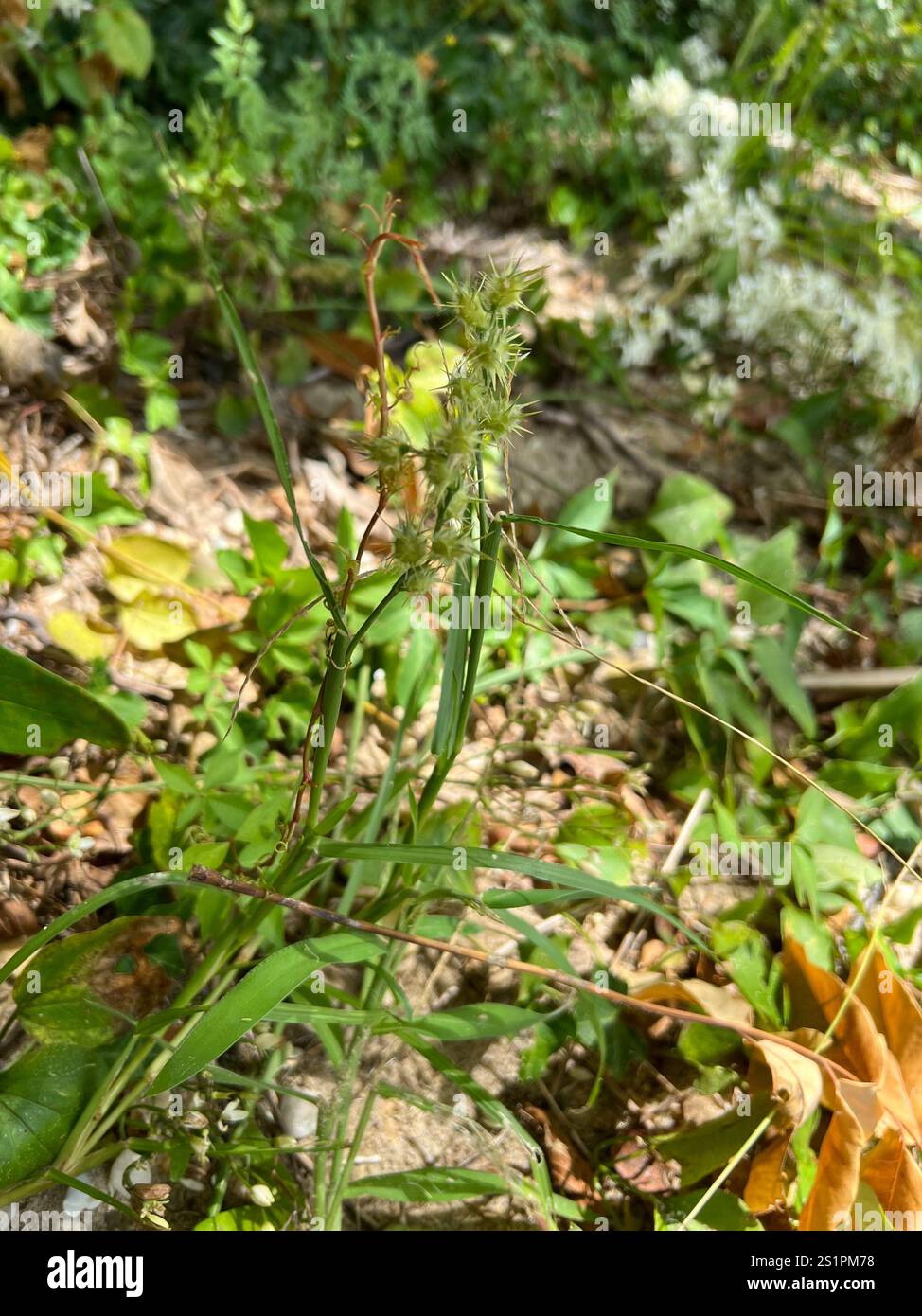 dune sandbur (Cenchrus tribuloides Stock Photo - Alamy