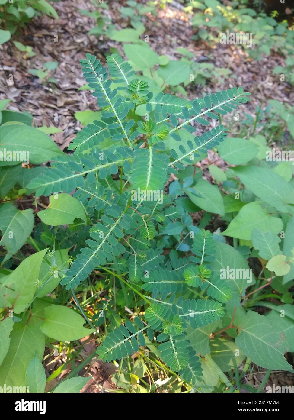 Chamberbitter (Phyllanthus urinaria Stock Photo - Alamy