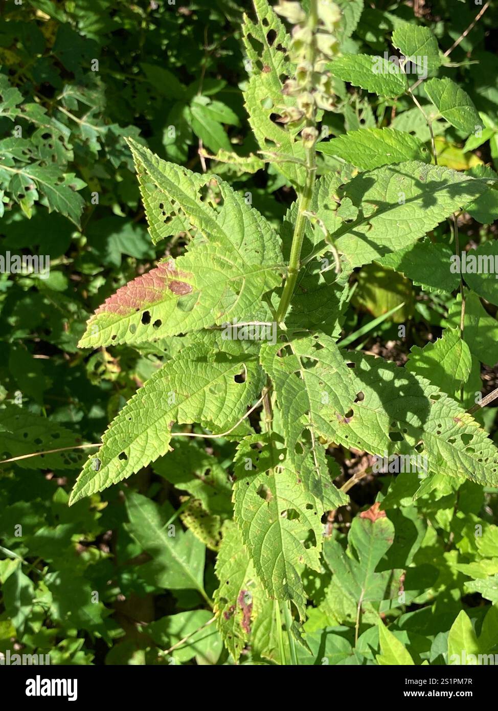 American germander (Teucrium canadense Stock Photo - Alamy
