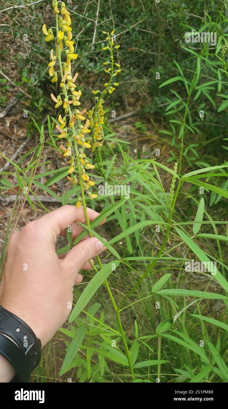 lanceleaf rattlebox (Crotalaria lanceolata Stock Photo - Alamy