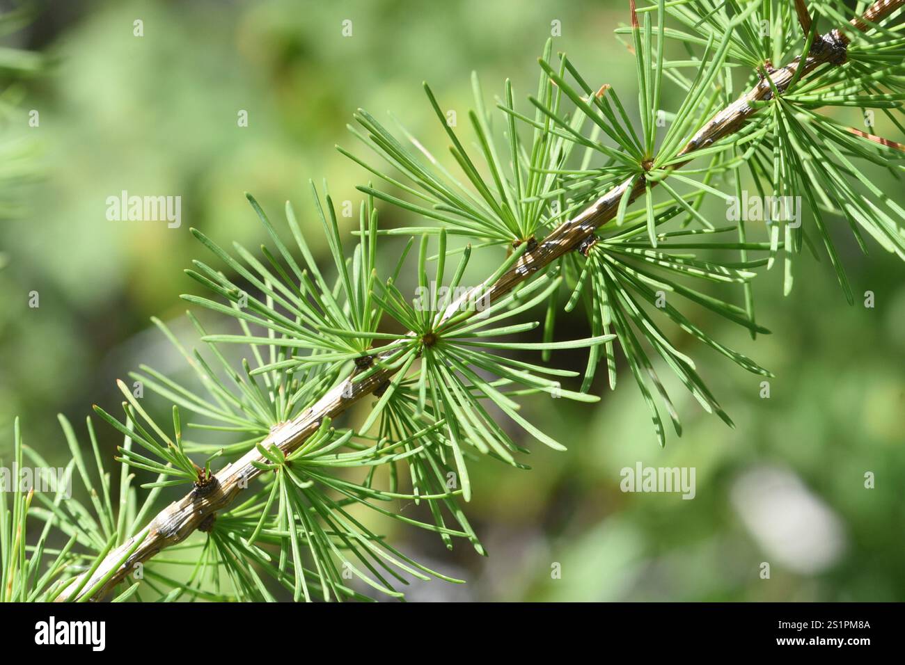 western larch (Larix occidentalis Stock Photo - Alamy