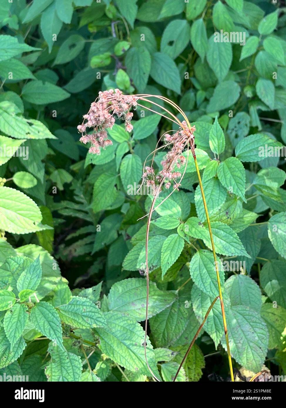 woolgrass (Scirpus cyperinus Stock Photo - Alamy