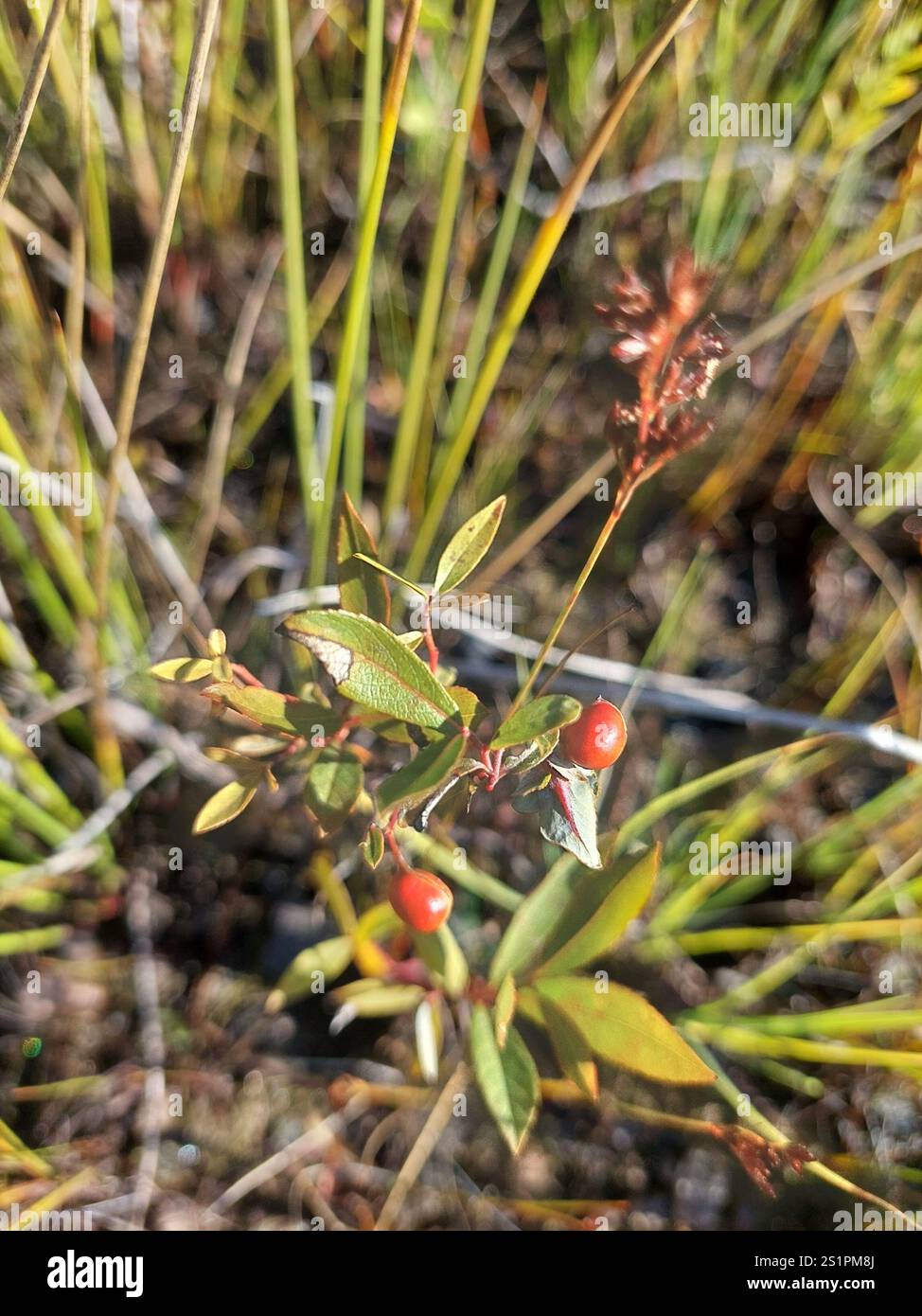 swamp rose (Rosa palustris Stock Photo - Alamy