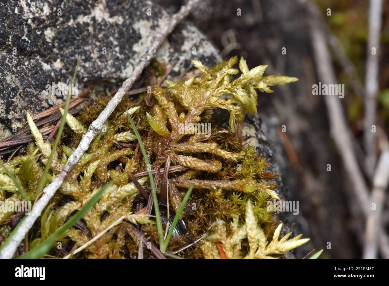 Red-stemmed Feather Moss (Pleurozium schreberi Stock Photo - Alamy