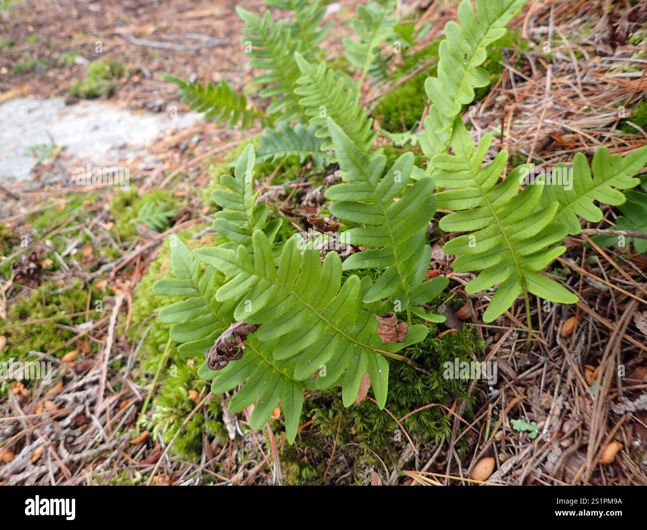 rock polypody (Polypodium virginianum Stock Photo - Alamy