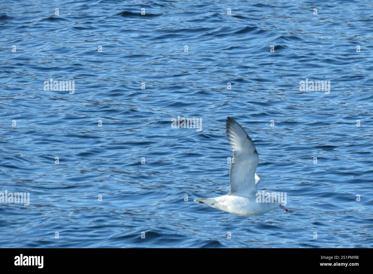 Southern Fulmar (Fulmarus glacialoides Stock Photo - Alamy