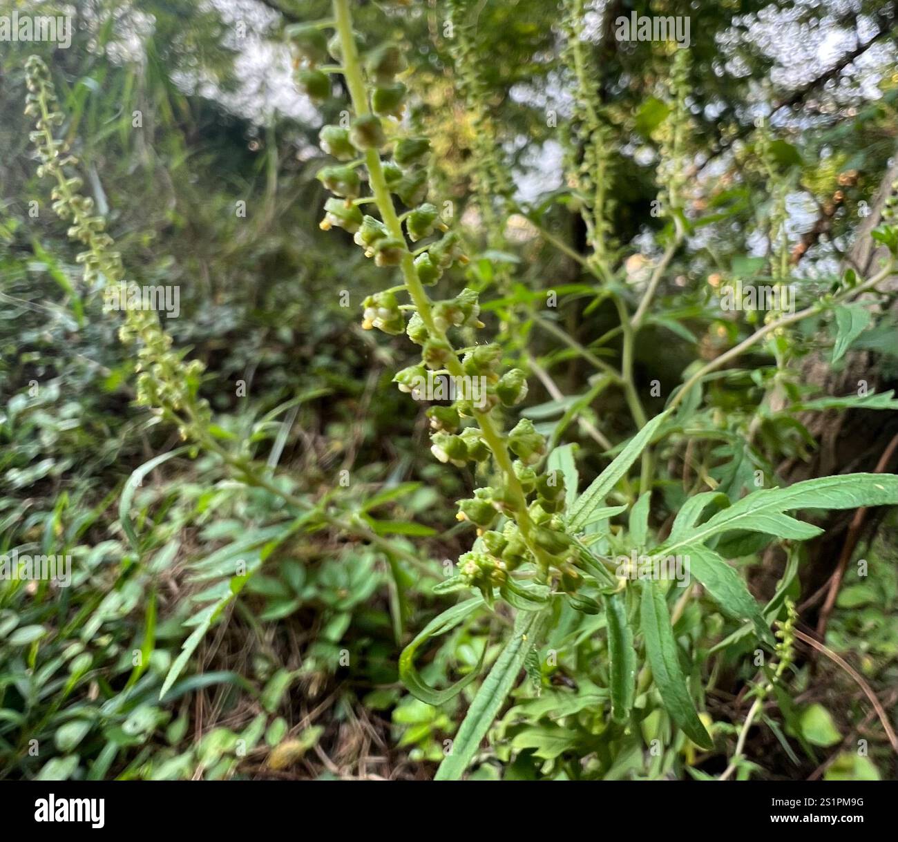 common ragweed (Ambrosia artemisiifolia Stock Photo - Alamy