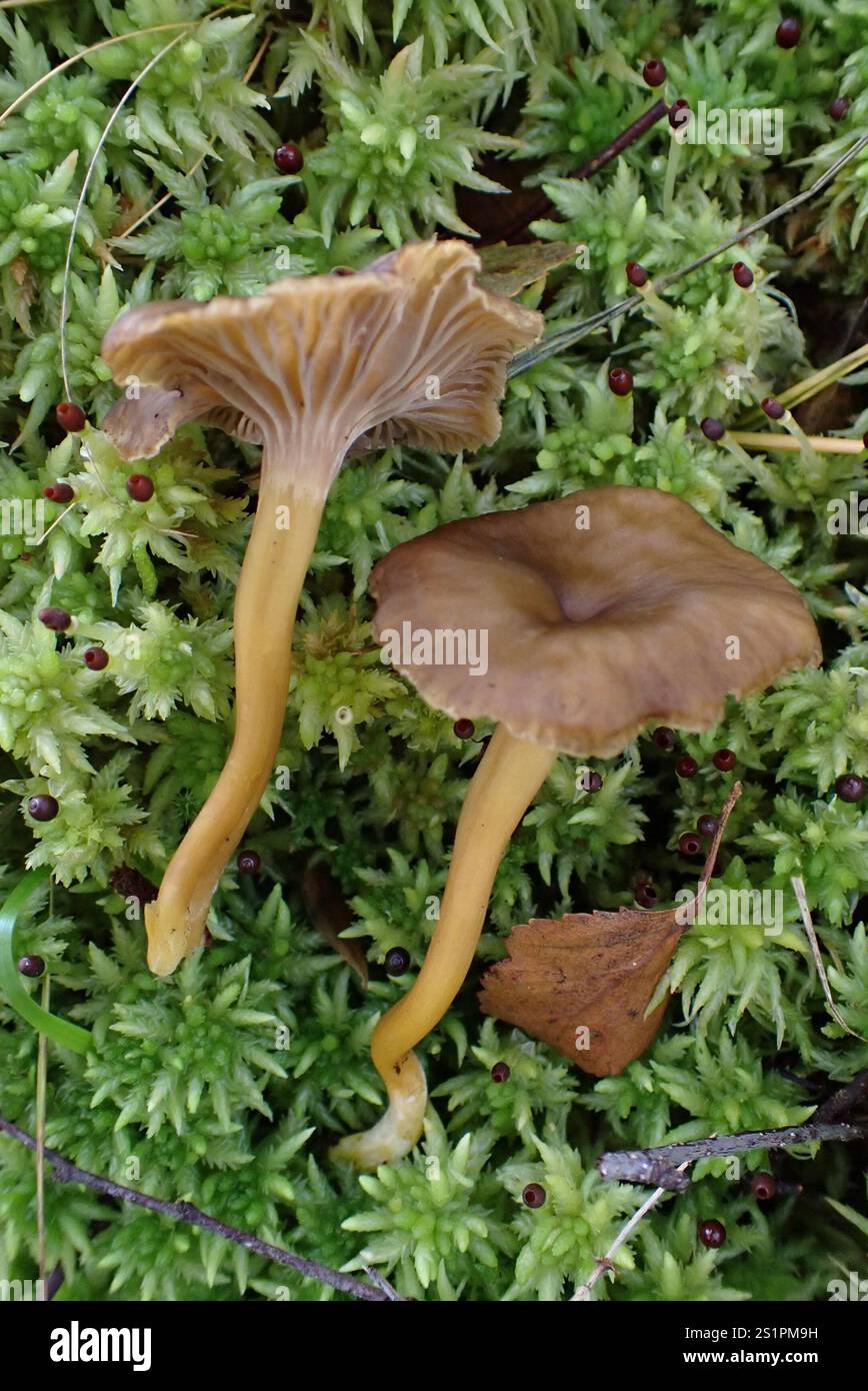 Yellowfoot (Craterellus tubaeformis Stock Photo - Alamy