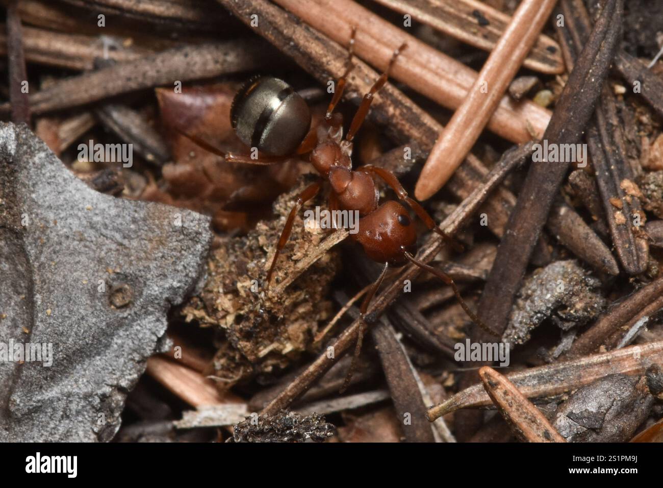 integra-group Field and Mound Ants (Formica integra Stock Photo - Alamy