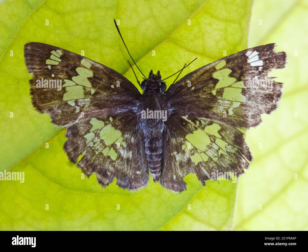 Glassy-winged Skipper (Xenophanes tryxus Stock Photo - Alamy