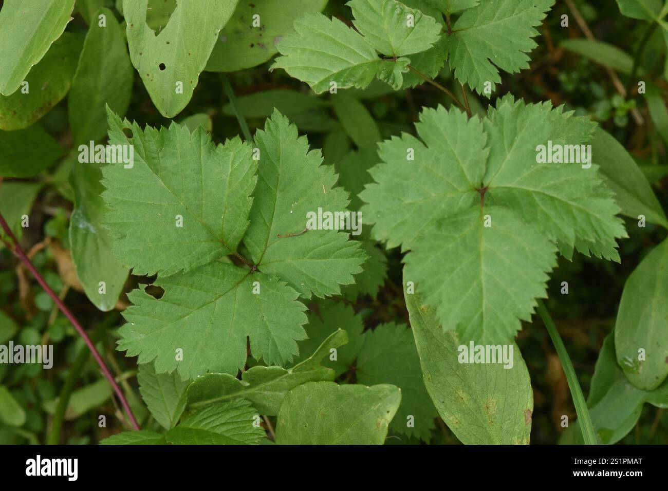 dwarf raspberry (Rubus pubescens Stock Photo - Alamy